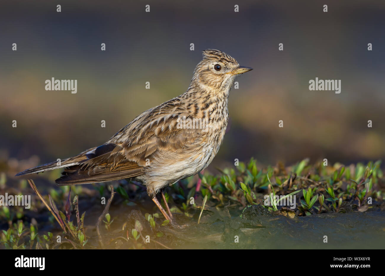 Male Eurasian skylark posing in grass and sand in early spring very ...