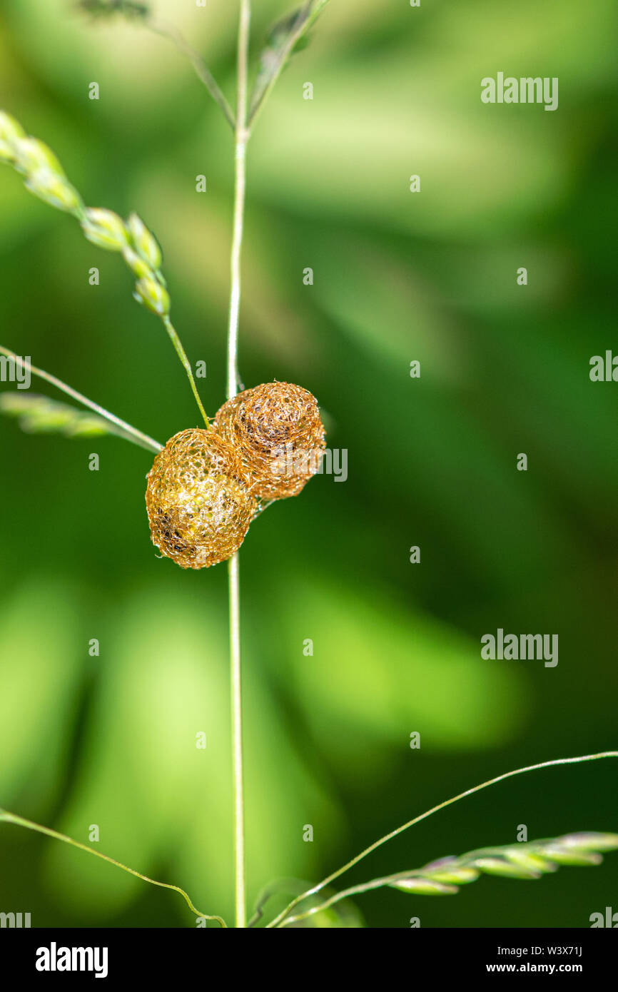 Weevil bug life cycle hi-res stock photography and images - Alamy