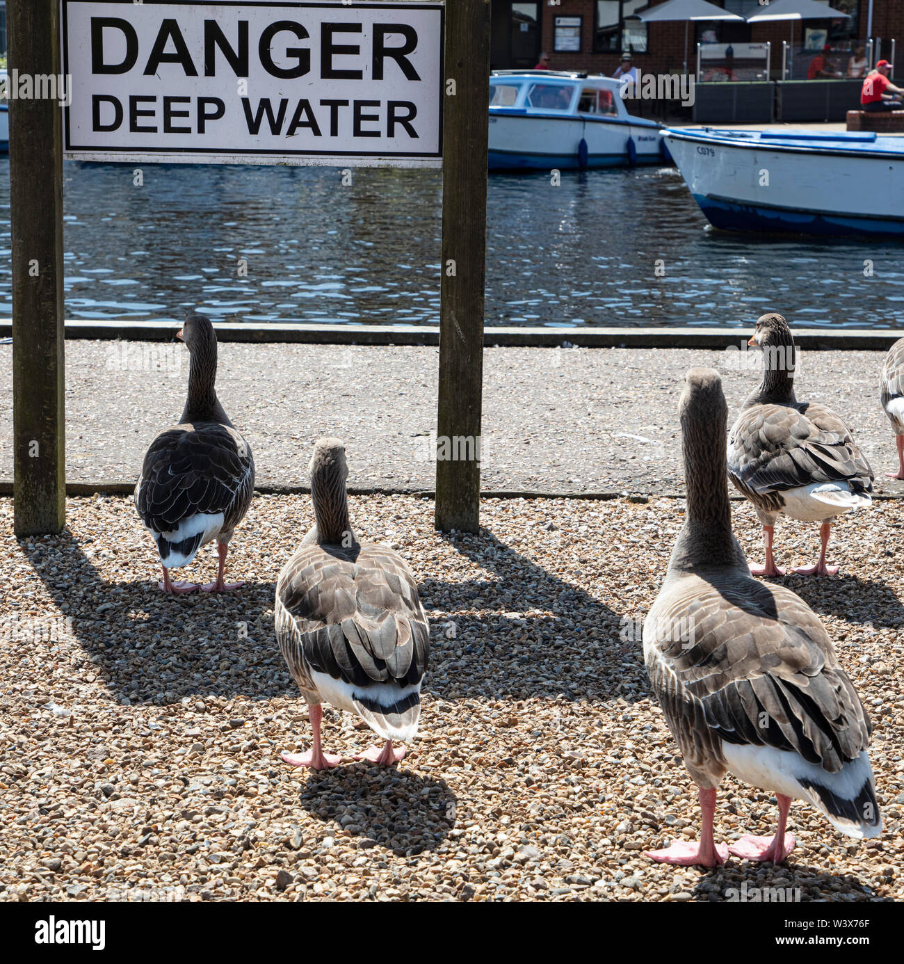Geese by a "Danger Deep Water" sign on Norfolk Broads Stock Photo - Alamy