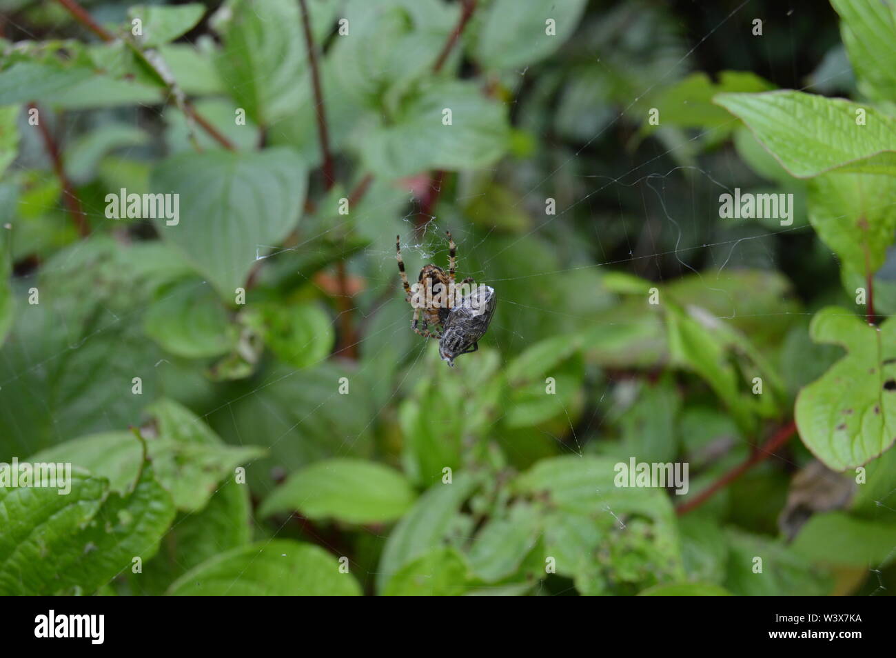 Bug catch hi-res stock photography and images - Alamy