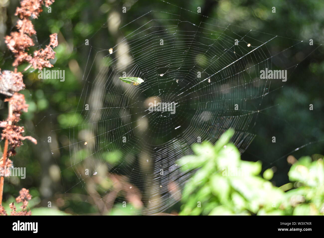 Beauty of creation hi-res stock photography and images - Alamy