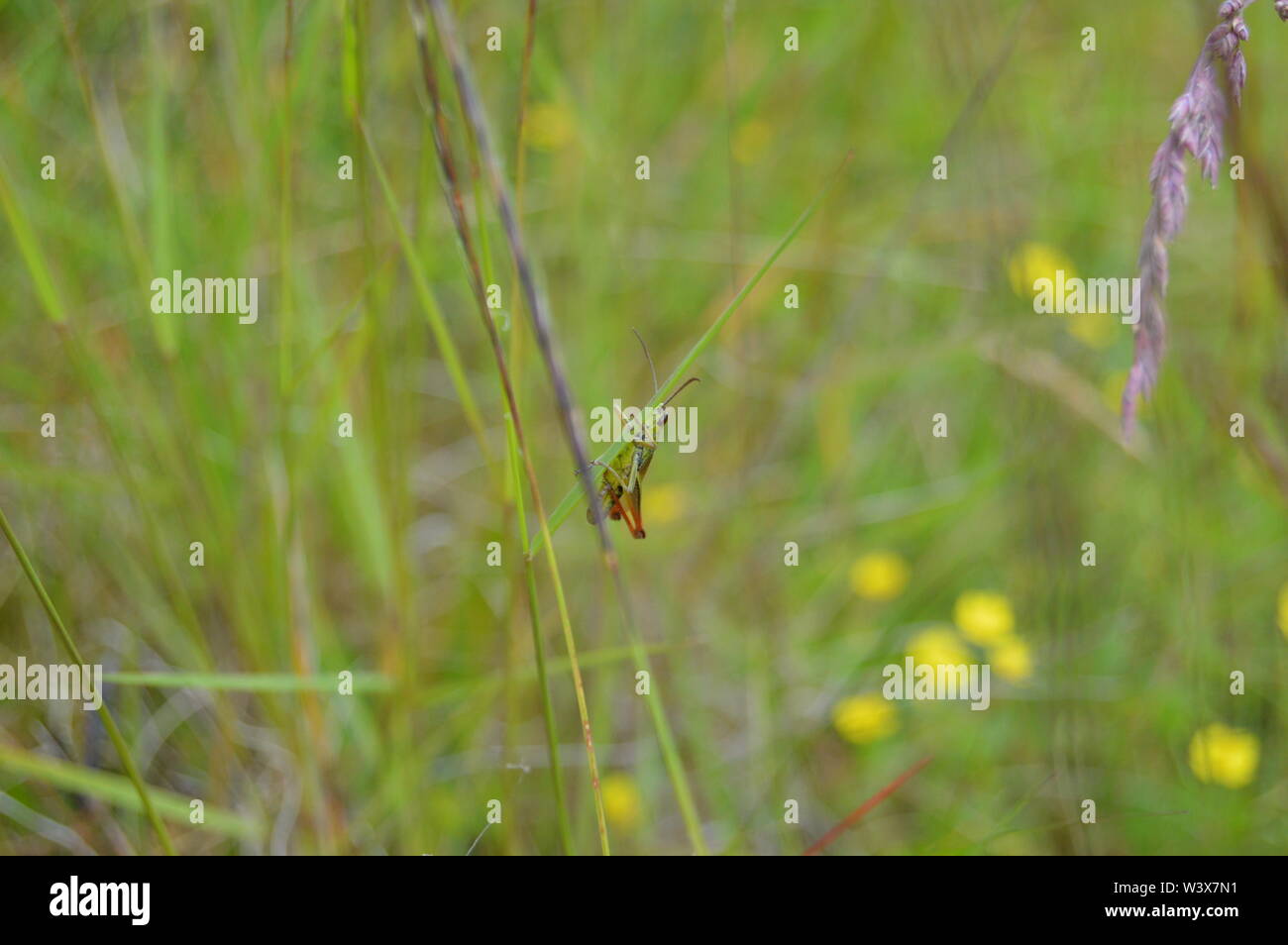 Life of insects hi-res stock photography and images - Alamy