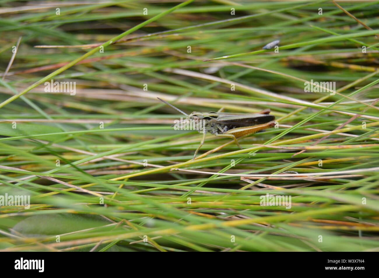 Hornet nest uk hi-res stock photography and images - Alamy