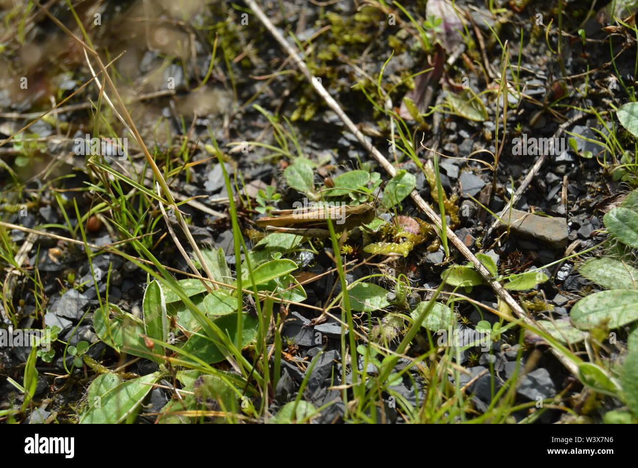 Earth hopper hi-res stock photography and images - Alamy