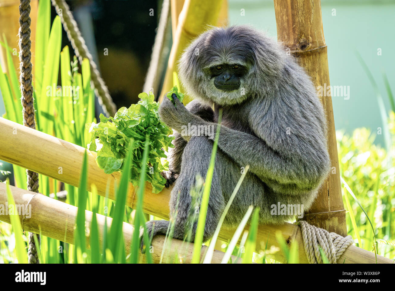 Hylobates moloch hi-res stock photography and images - Alamy