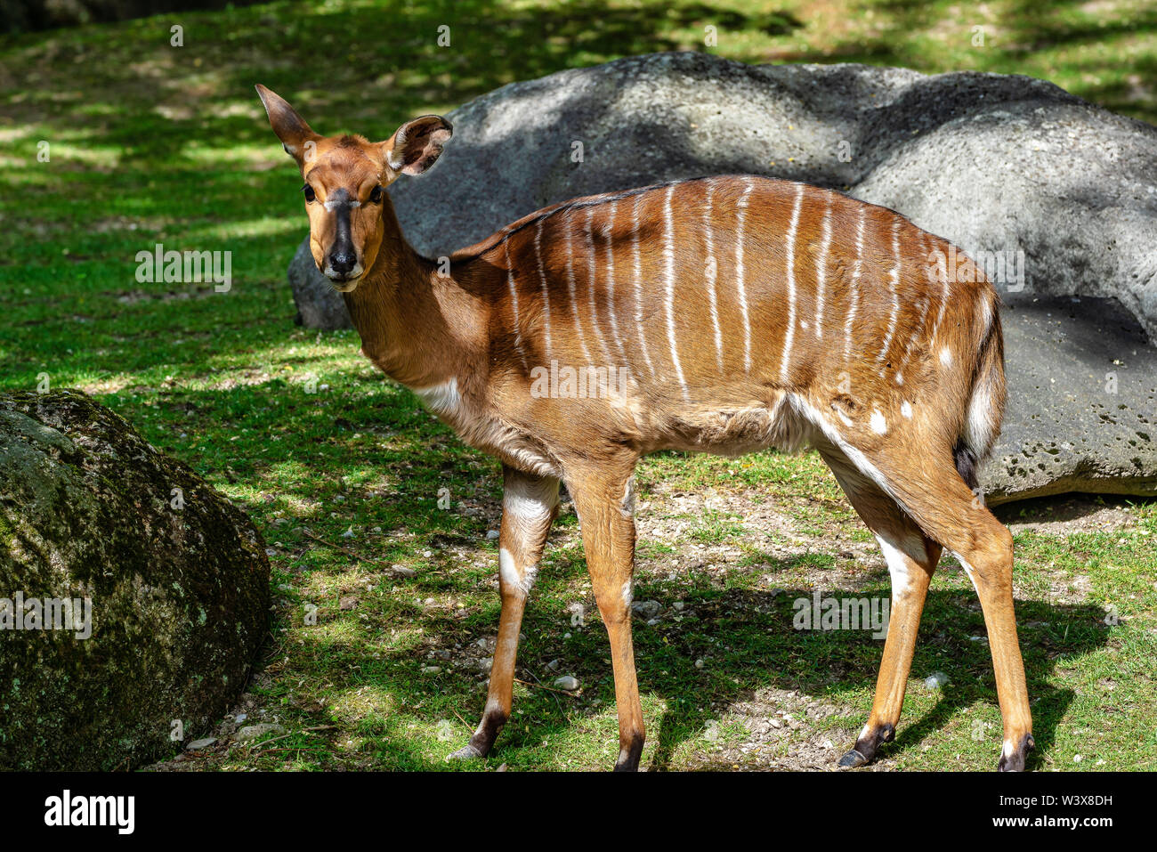 Bongo Nyala