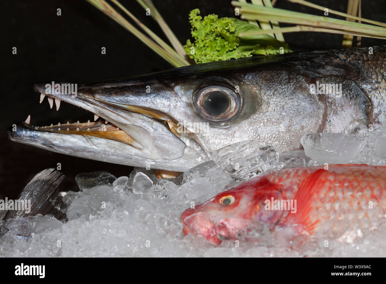 Fresh barracuda fish market hi-res stock photography and images - Alamy