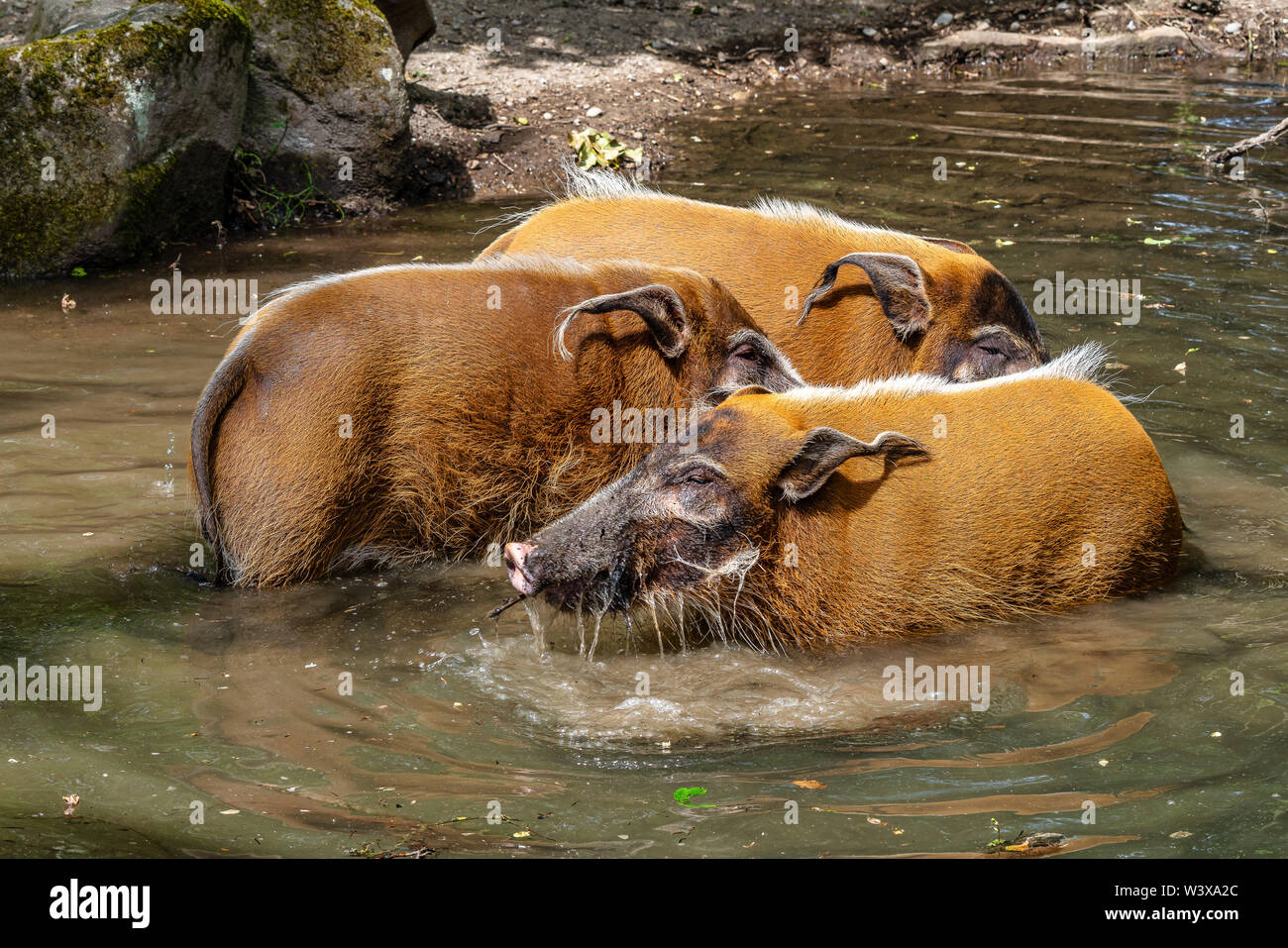 Red river hog, Potamochoerus porcus, also known as the bush pig Stock ...