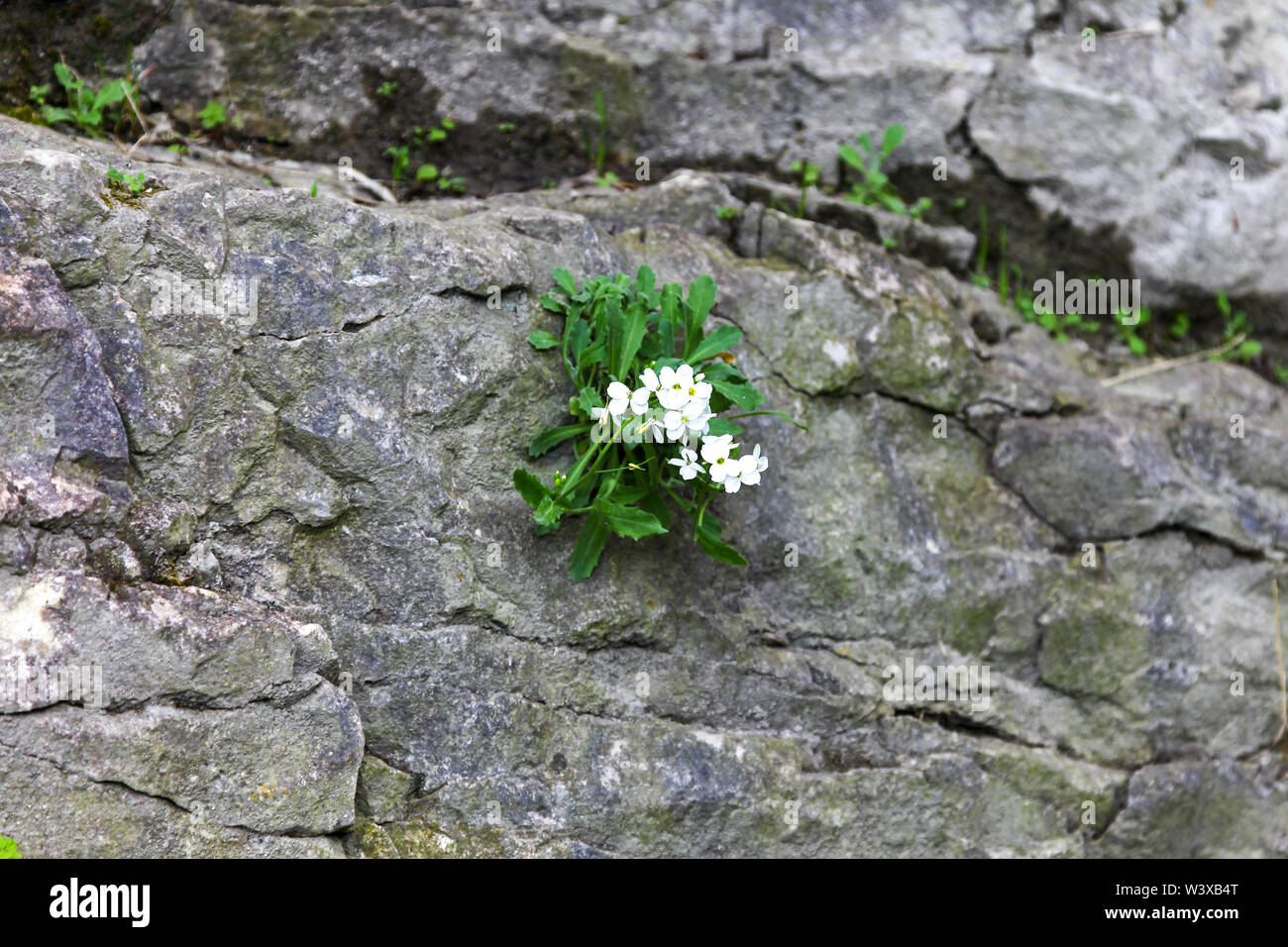 A plant growing on the limestone rocks at Water cum Jolly Dale ...