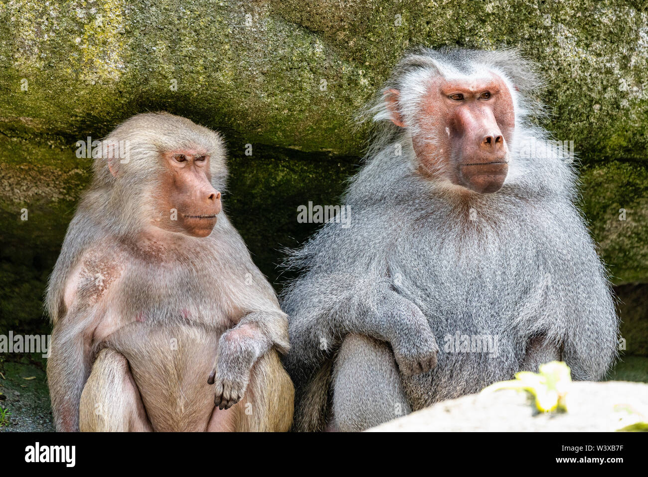 Papio Species High Resolution Stock Photography and Images - Alamy