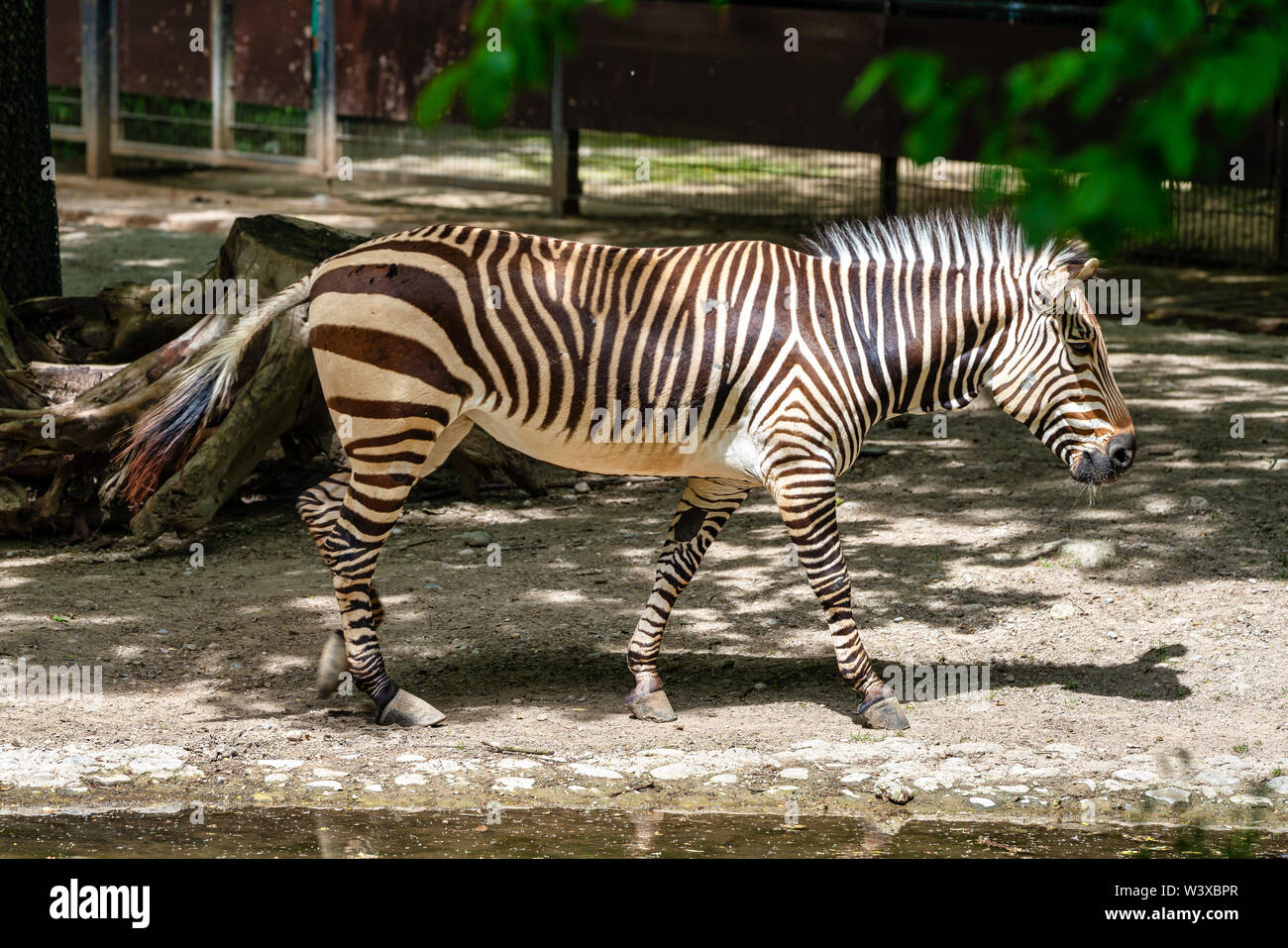 Hartmann's Mountain Zebra, Equus zebra hartmannae. An endangered zebra Stock Photo - Alamy