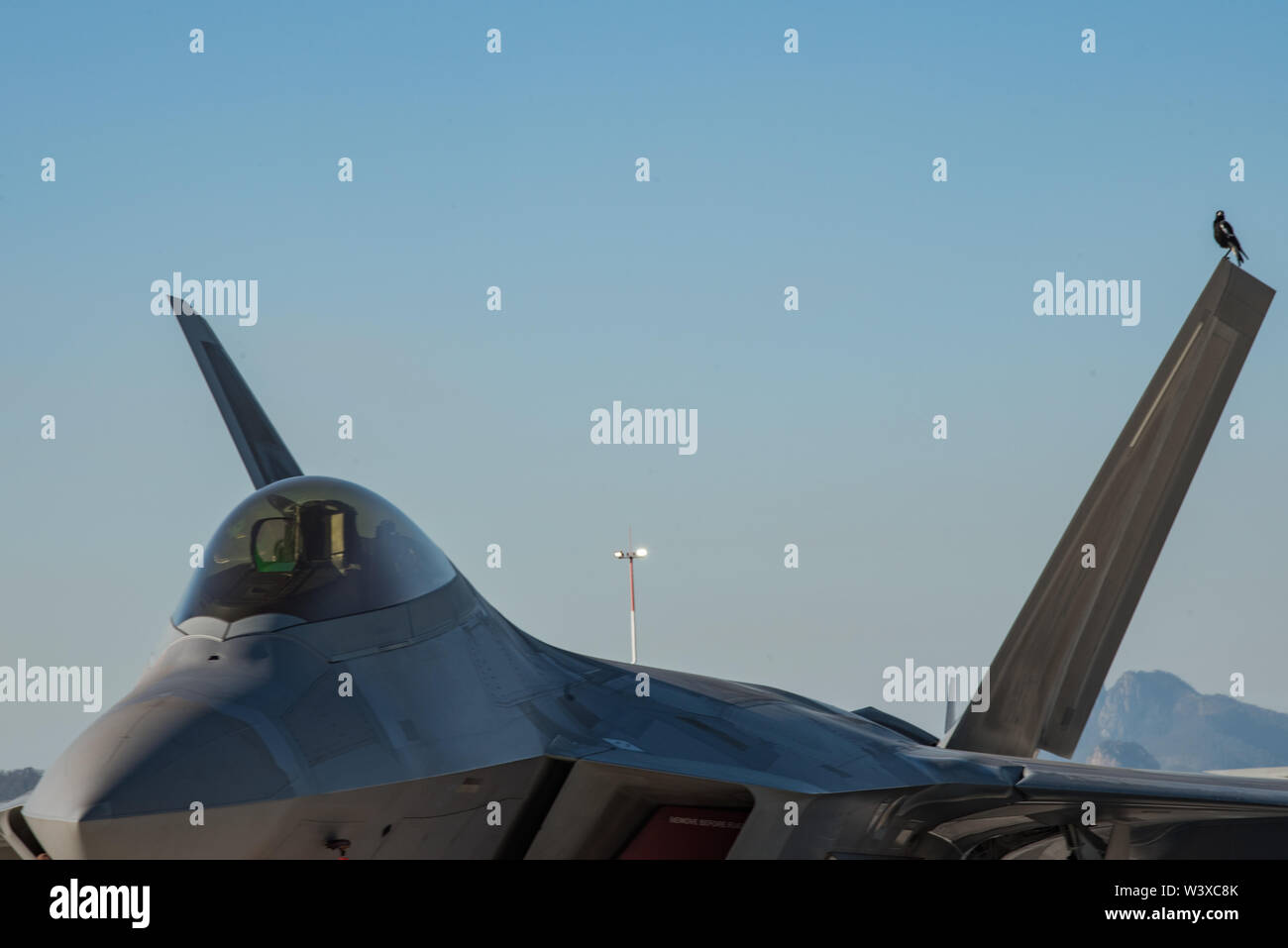 An Australian Magpie perches on top of a U.S. Air Force F-22 Raptor on ...