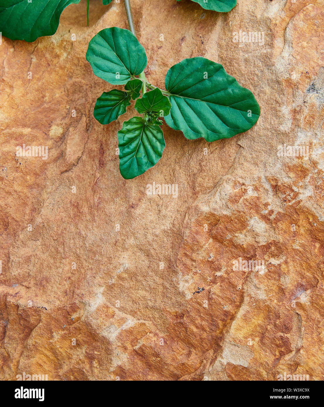 Green textured stone surface hi-res stock photography and images - Alamy