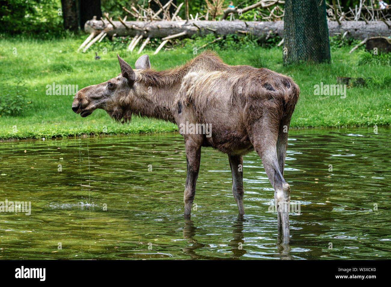 European Moose, Alces alces, also known as the elk Stock Photo - Alamy