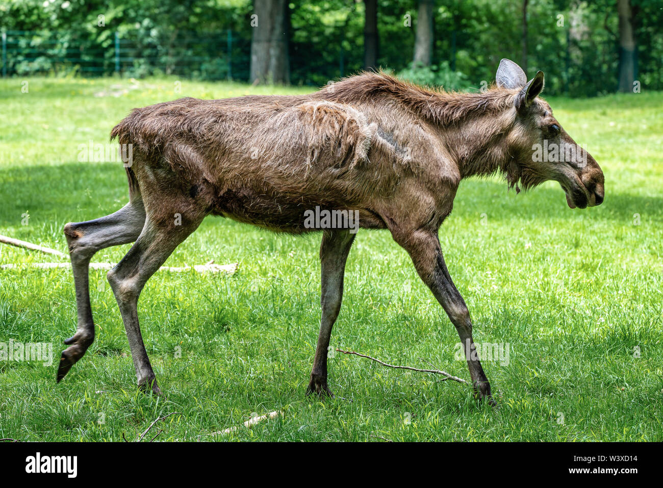 European Moose, Alces alces, also known as the elk Stock Photo - Alamy