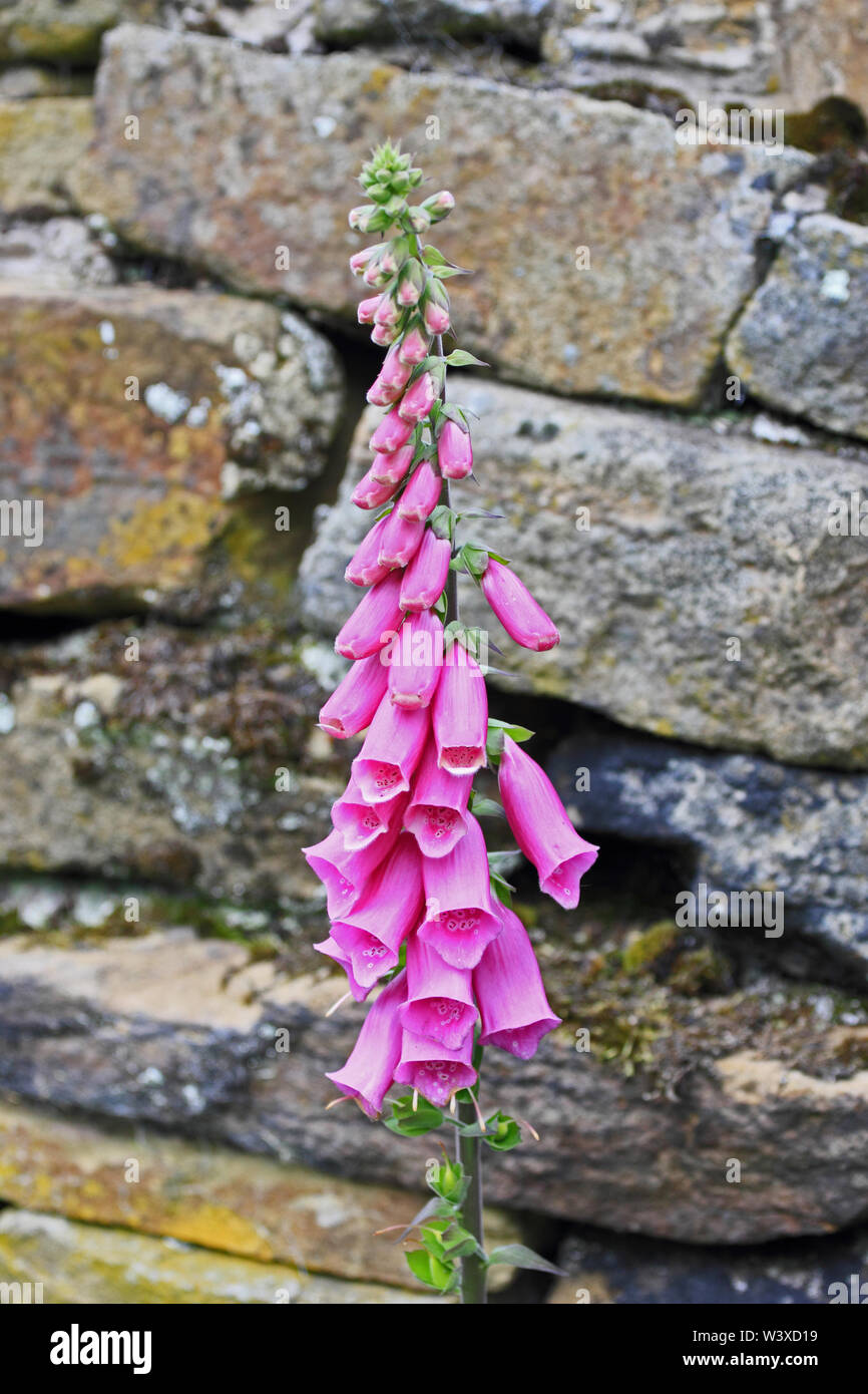 Purple Foxgloves, Digitalis purpurea, growing in under shelter of dry ...