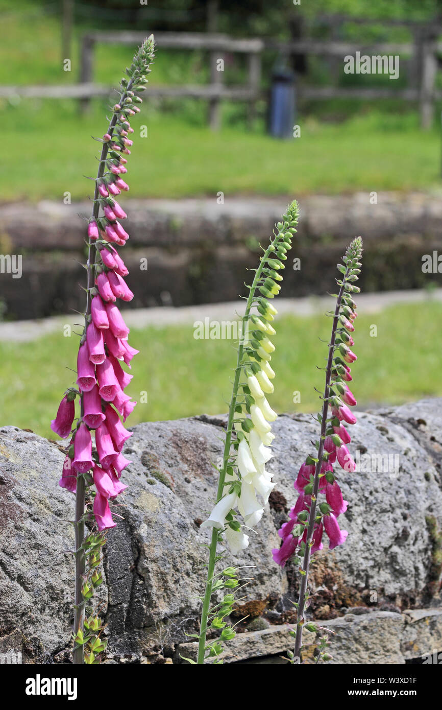 Wild Foxgloves, Digitalis purpurea, growing under shelter of dry stone ...