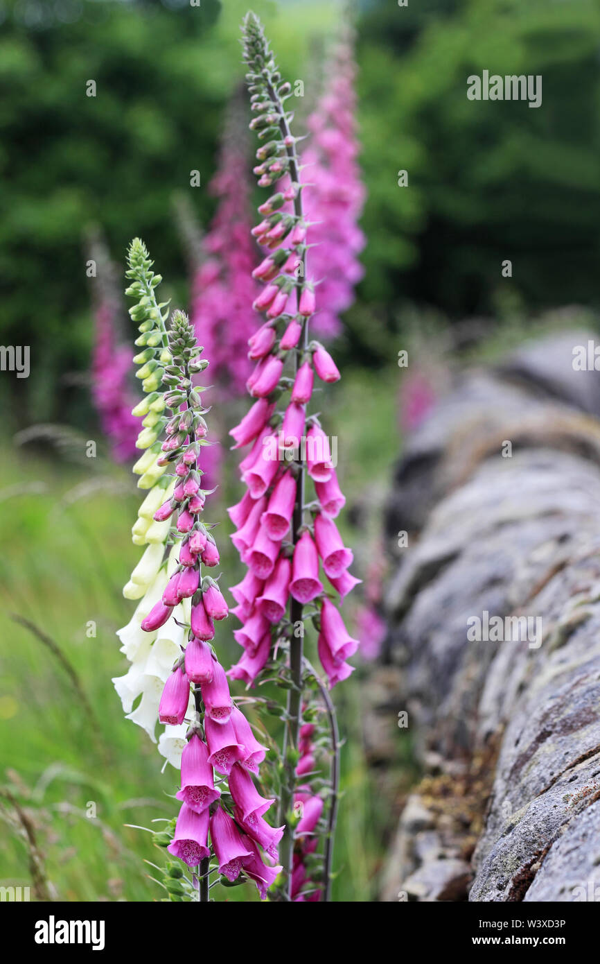 Wild Foxgloves, Digitalis purpurea, growing under shelter of dry stone ...