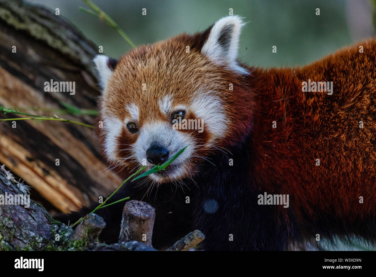 The red panda, Ailurus fulgens, also called the lesser panda Stock ...