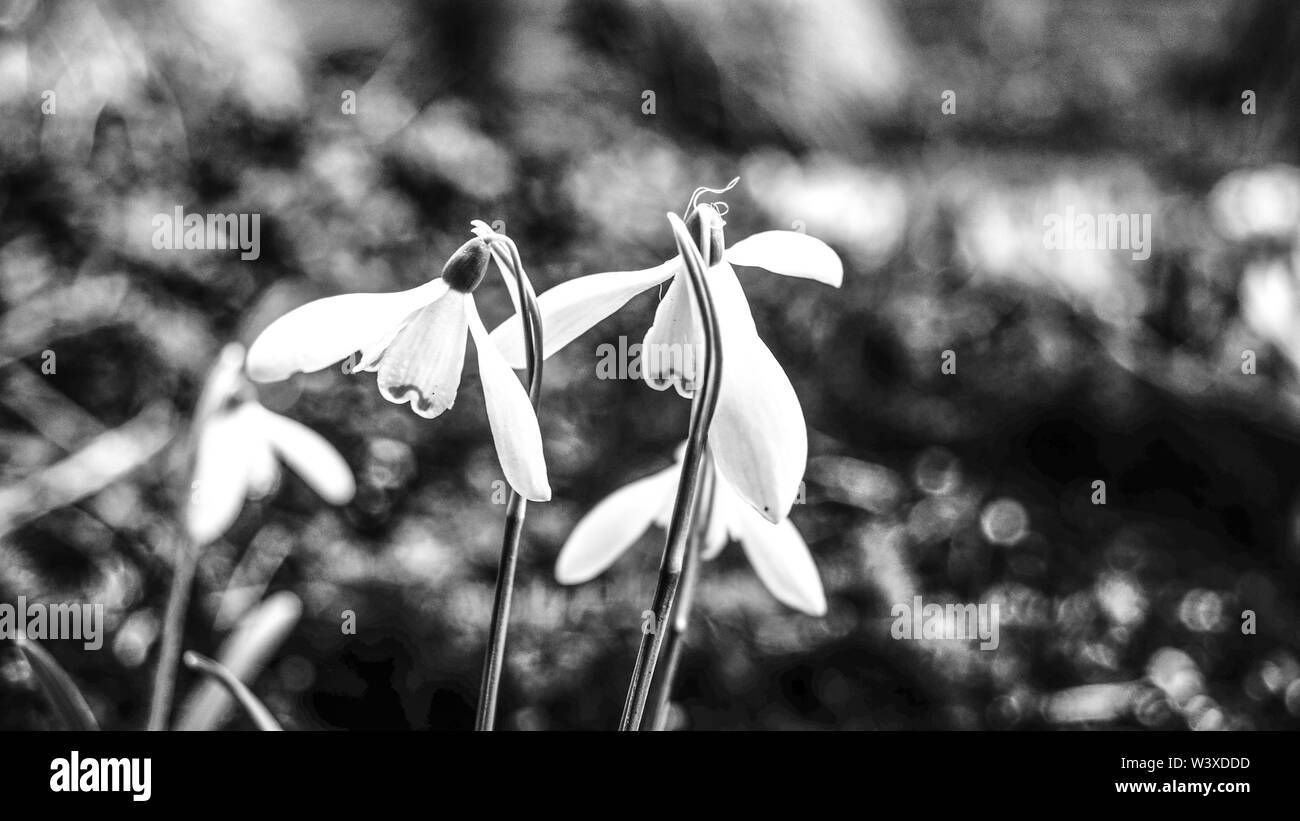 Spring flowers Black and White Stock Photos & Images - Alamy