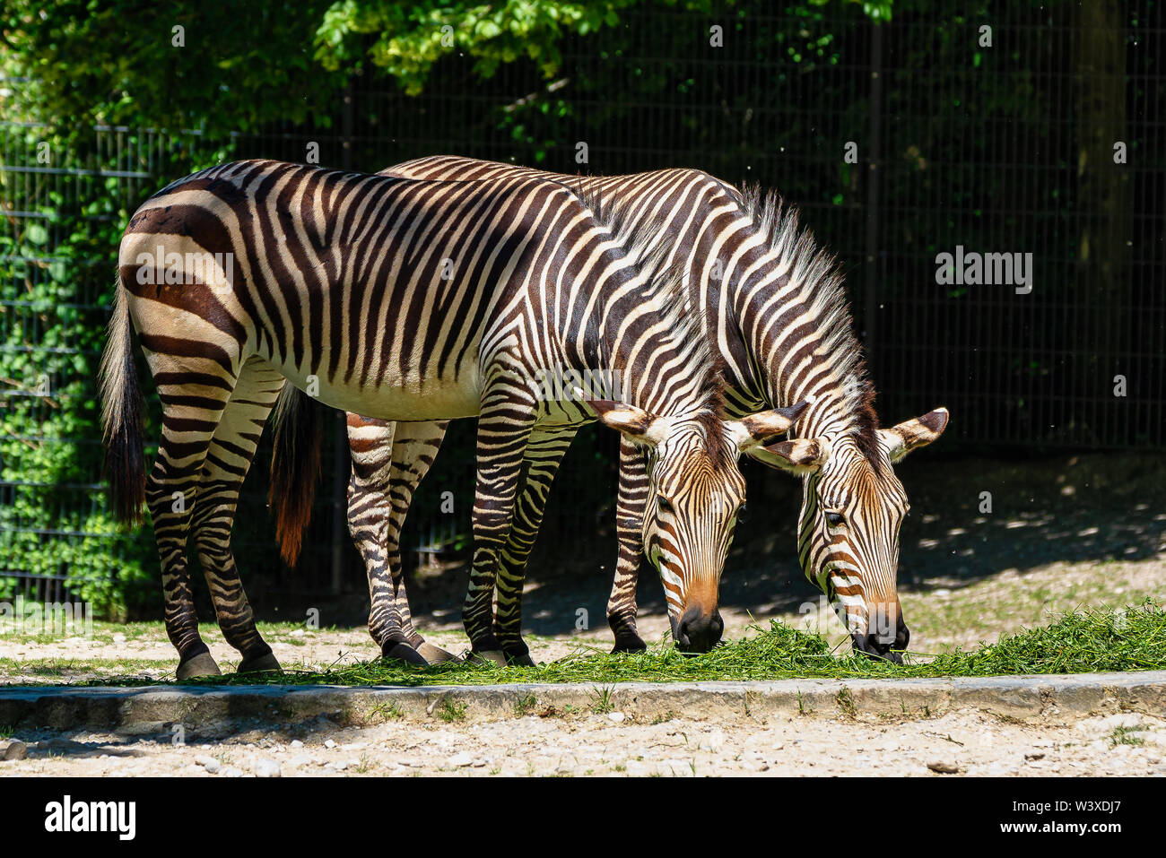 Hartmann's Mountain Zebra, Equus zebra hartmannae. An endangered zebra ...