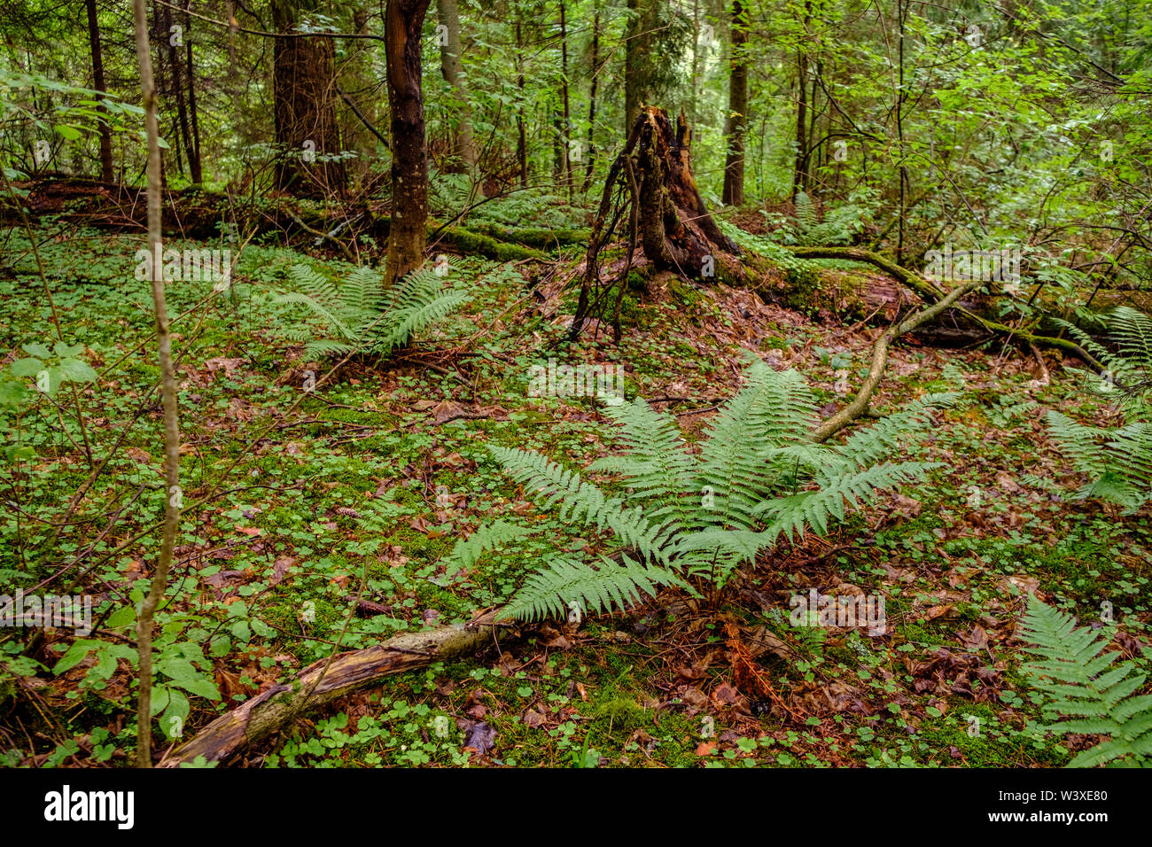 Fern leaves in a shady summer forest. Shady mysterious forest Stock ...