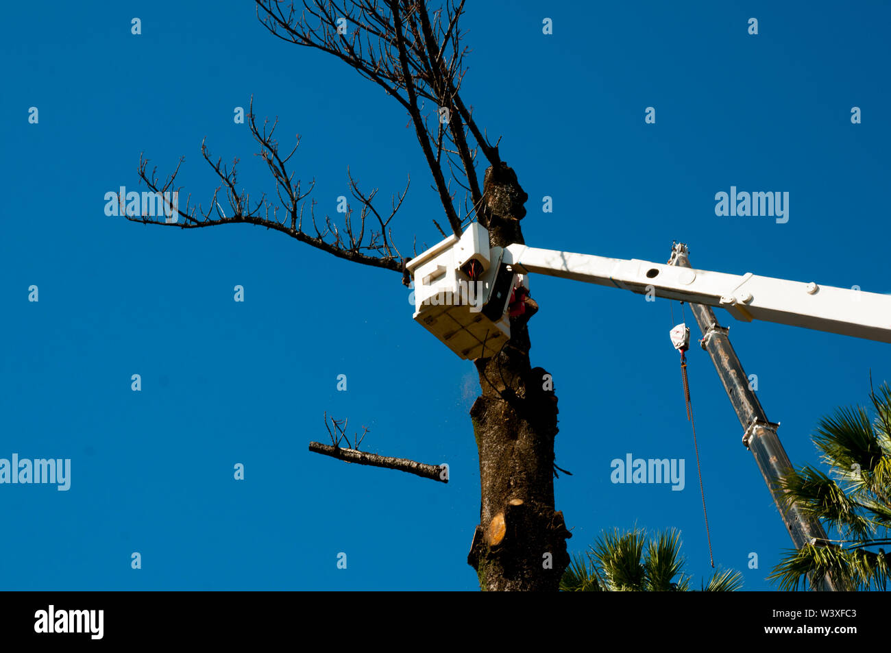 Mechanical tree hi-res stock photography and images - Alamy