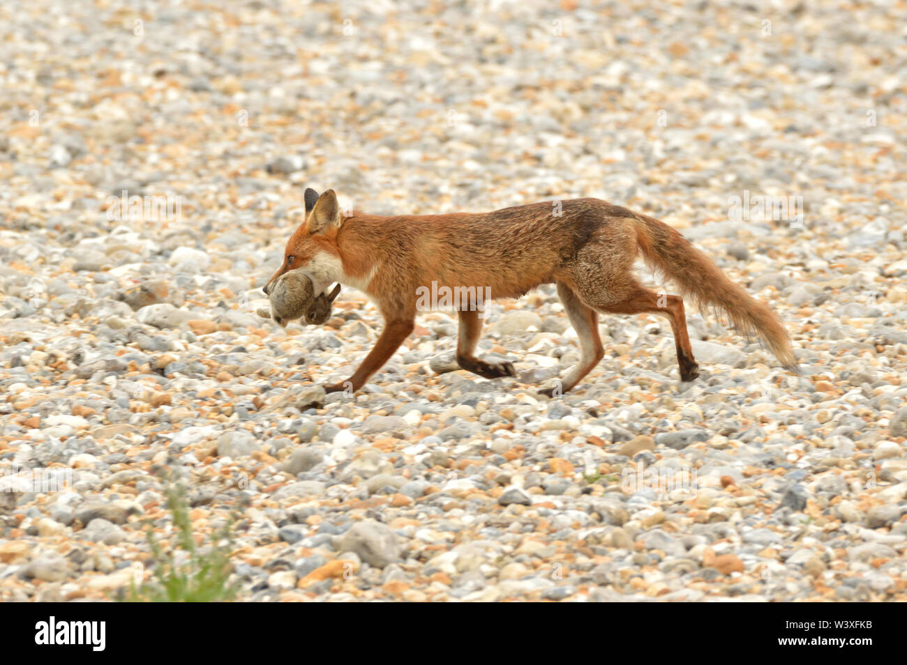 Fox with rabbit hi-res stock photography and images - Alamy