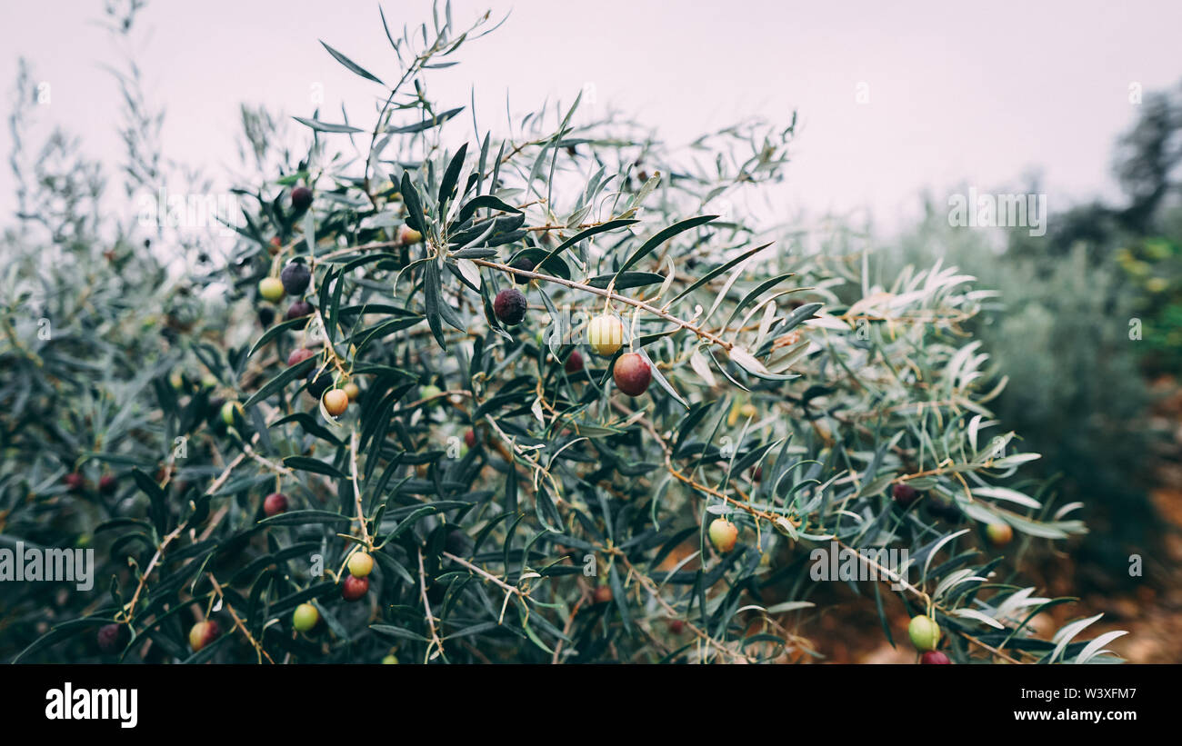 Healthy Olive Tree High Resolution Stock Photography and Images - Alamy