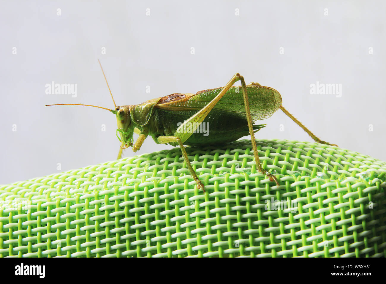 Side close up picture of a locust sitting on a green synthetic back of ...