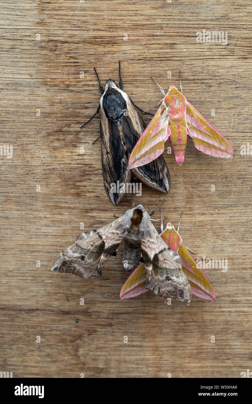 Large elephant hawk moths hi-res stock photography and images - Alamy