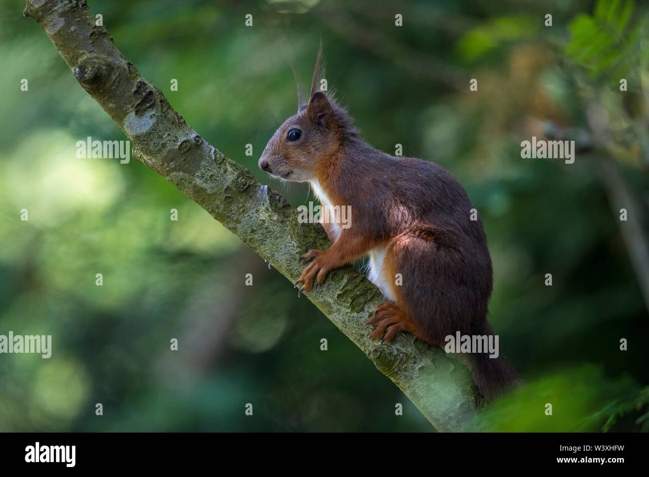 Red Squirrel; Sciurus vulgaris; British Wildlife Centre; Surrey; UK ...
