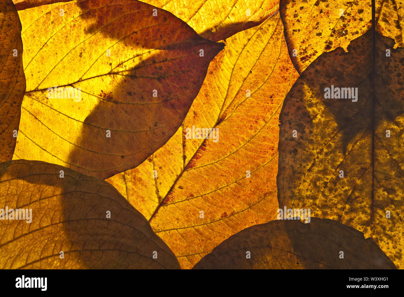 Leaf abstracts hi-res stock photography and images - Alamy