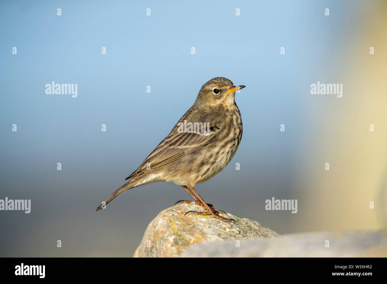 Rock pipit uk hi-res stock photography and images - Alamy