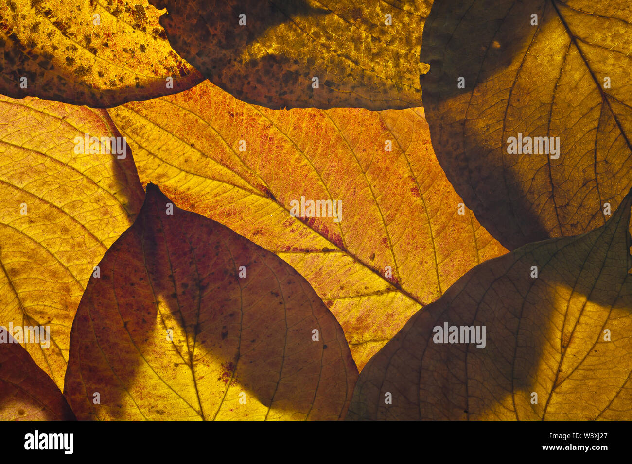 Leaf abstracts hi-res stock photography and images - Alamy