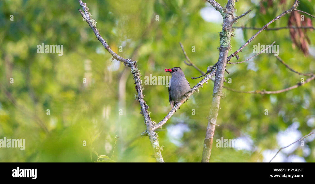 Gray catbird holding two juneberries (serviceberries) in the woodland ...
