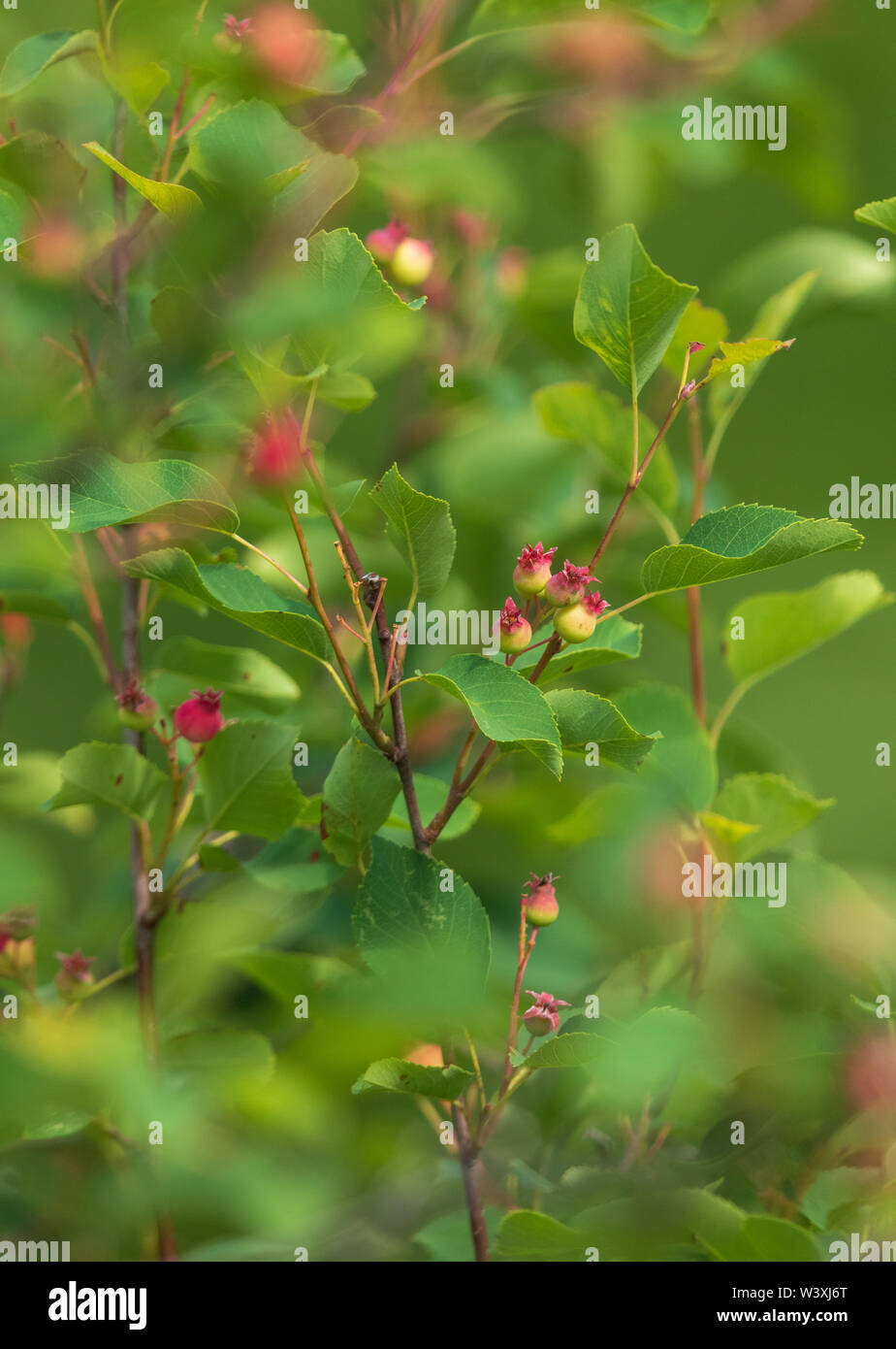 Juneberry juneberries hi-res stock photography and images - Alamy