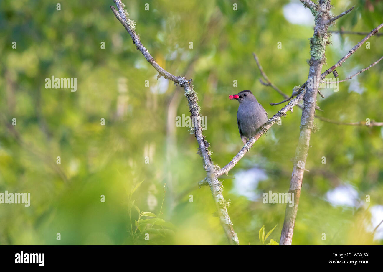 Juneberry bird hi-res stock photography and images - Alamy