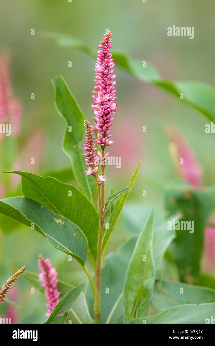 Swamp smartweed hi-res stock photography and images - Alamy