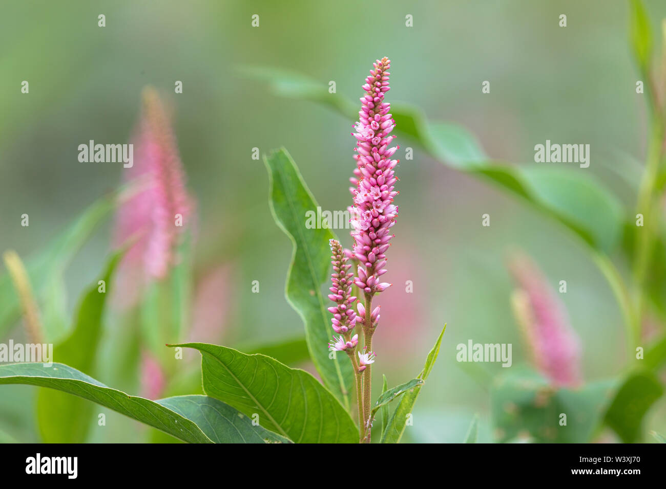 Swamp smartweed hi-res stock photography and images - Alamy