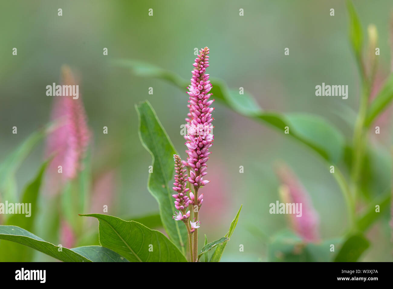 North american weed hi-res stock photography and images - Alamy