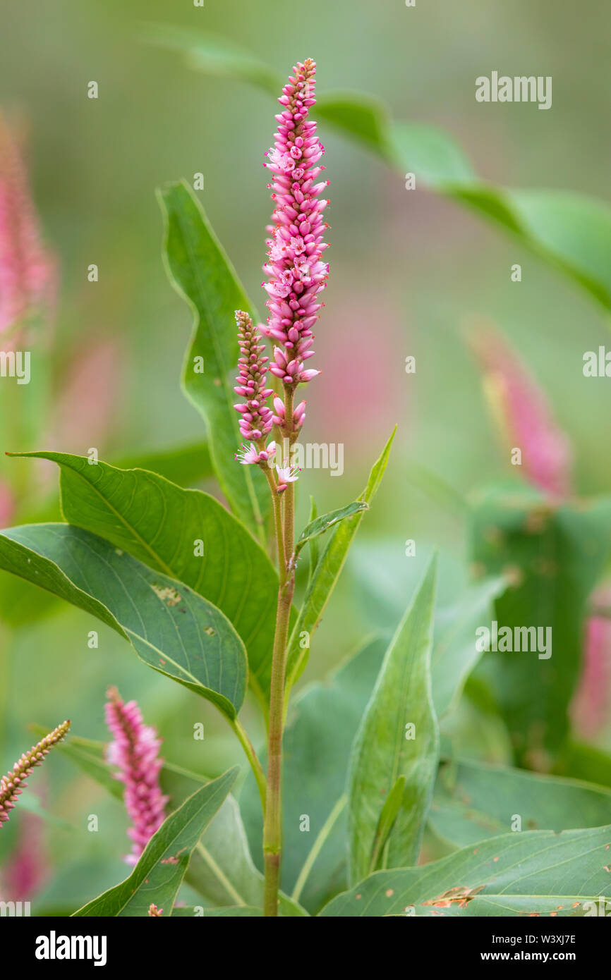 Swamp smartweed hi-res stock photography and images - Alamy