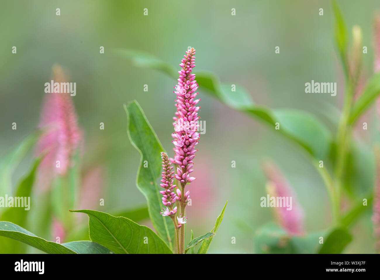Swamp smartweed hi-res stock photography and images - Alamy