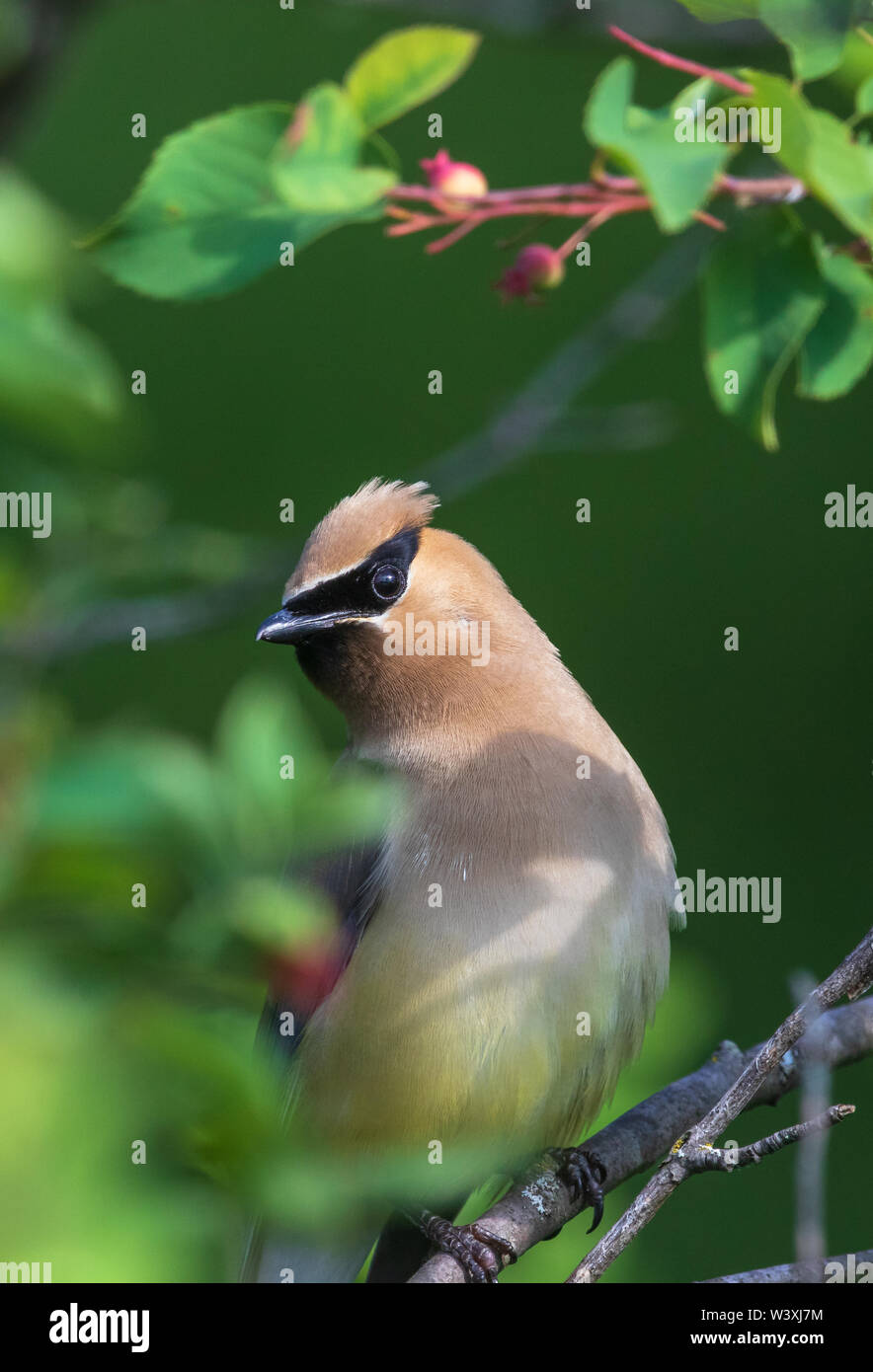 Cedar waxwing feeding in a Juneberry bush Stock Photo - Alamy