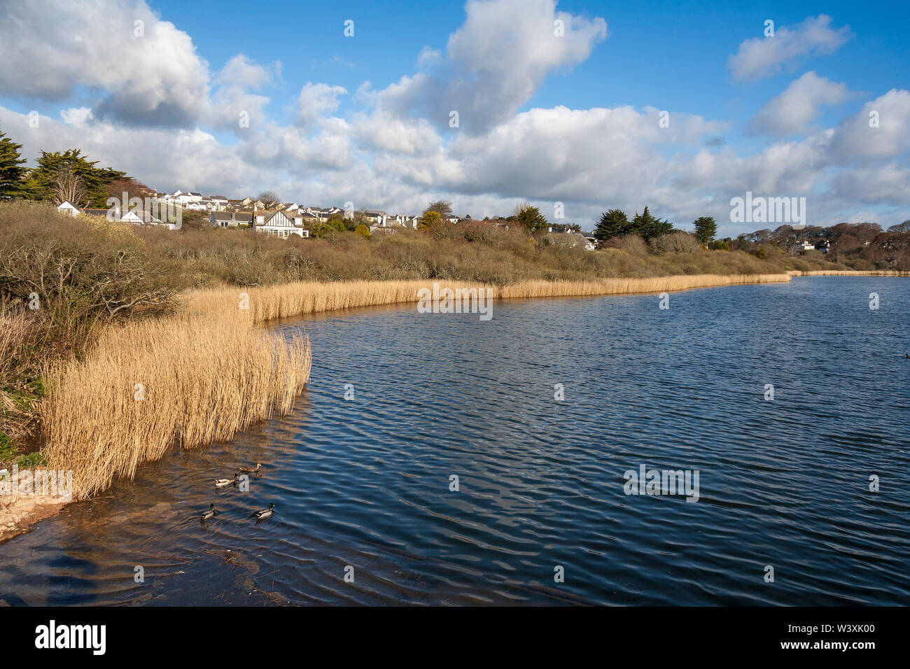 Swanpool; Falmouth; Cornwall; UK Stock Photo - Alamy