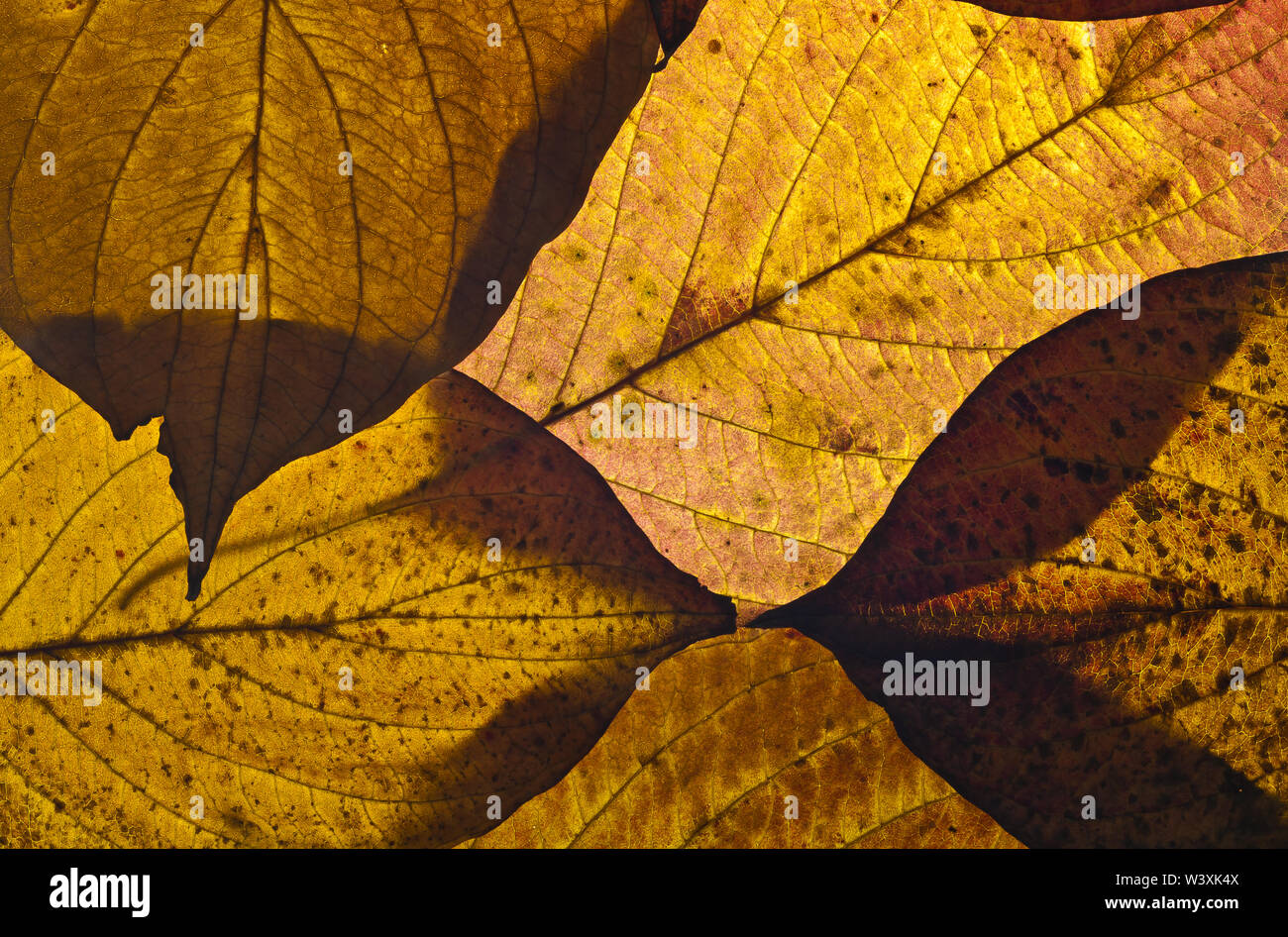 Leaf abstracts hi-res stock photography and images - Alamy