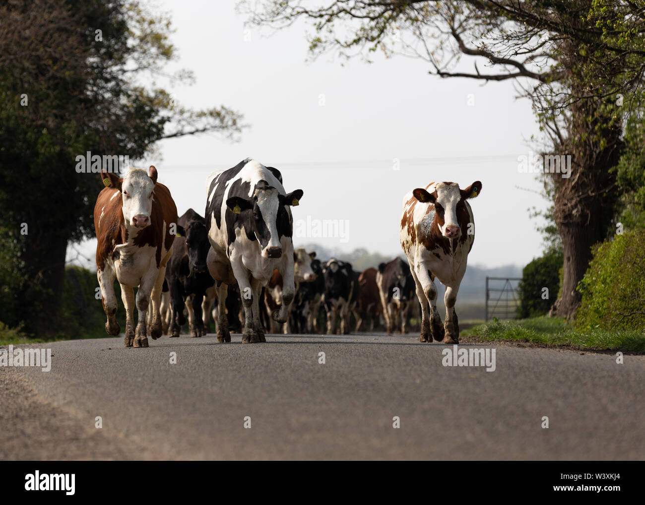 Dairy cows on farm Cheshire UK Stock Photo - Alamy