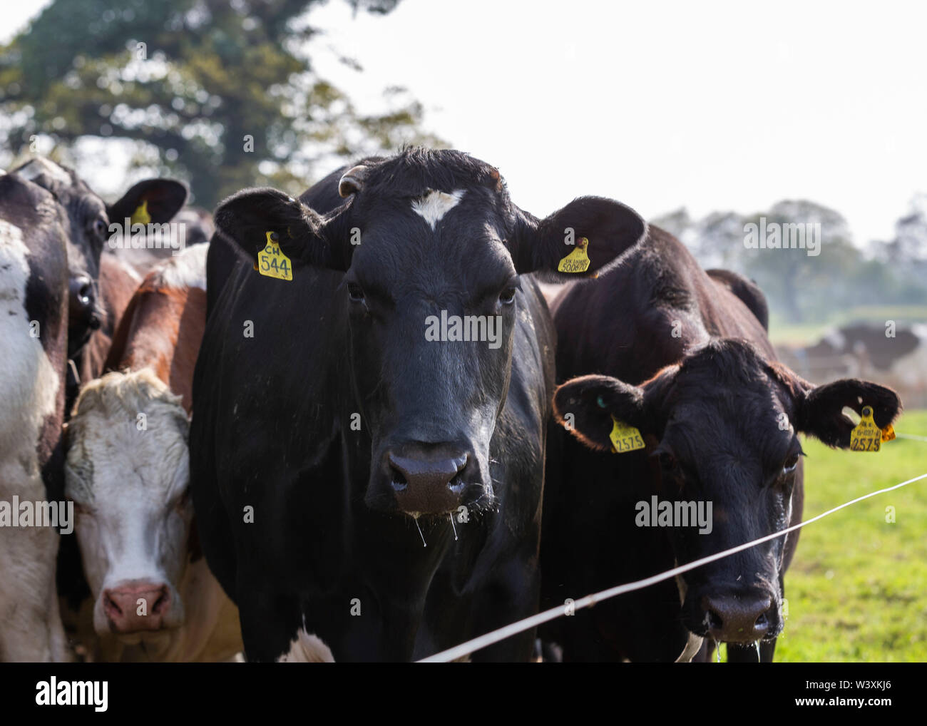 Dairy cows on farm Cheshire UK Stock Photo - Alamy