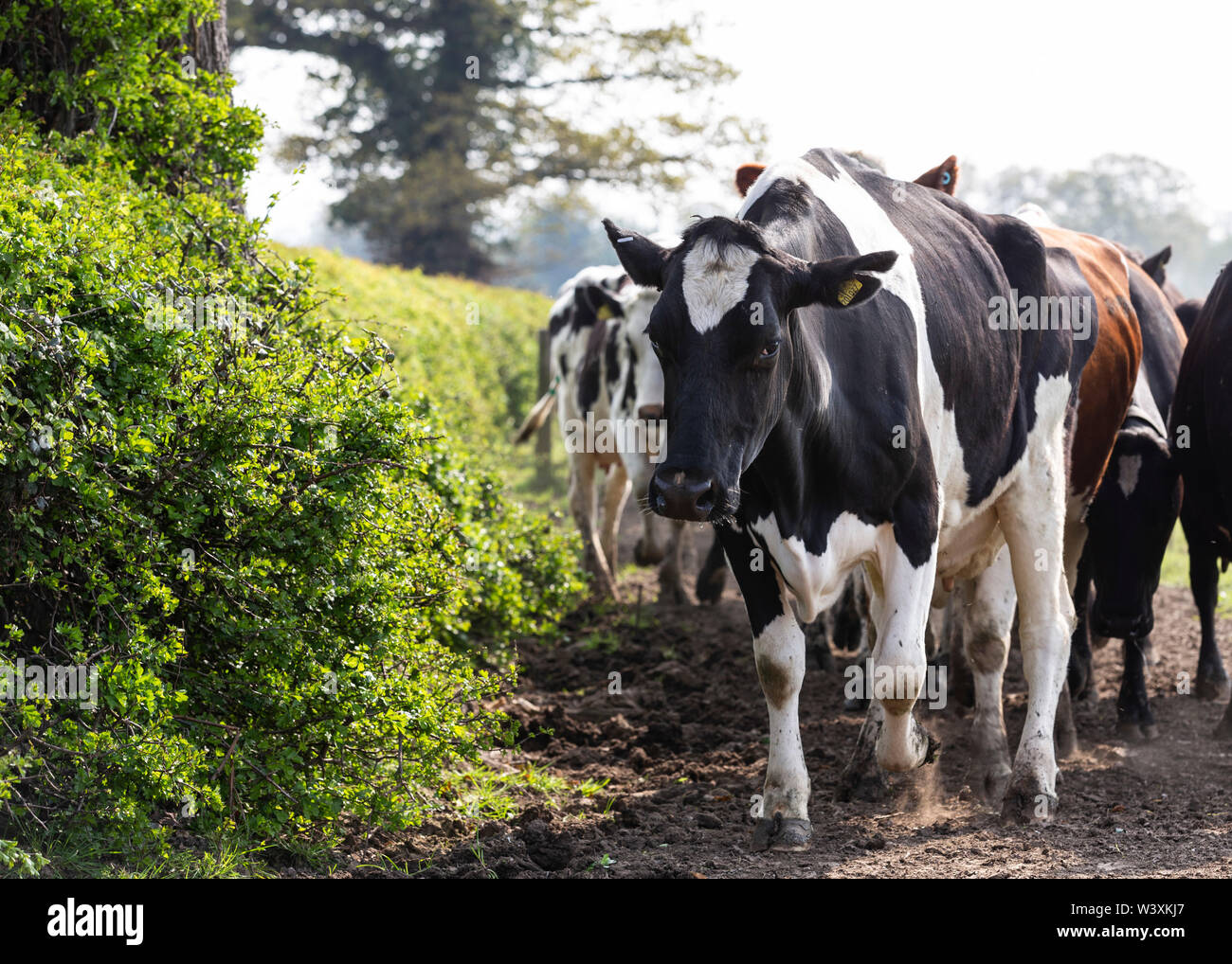 Dairy cows on farm Cheshire UK Stock Photo - Alamy