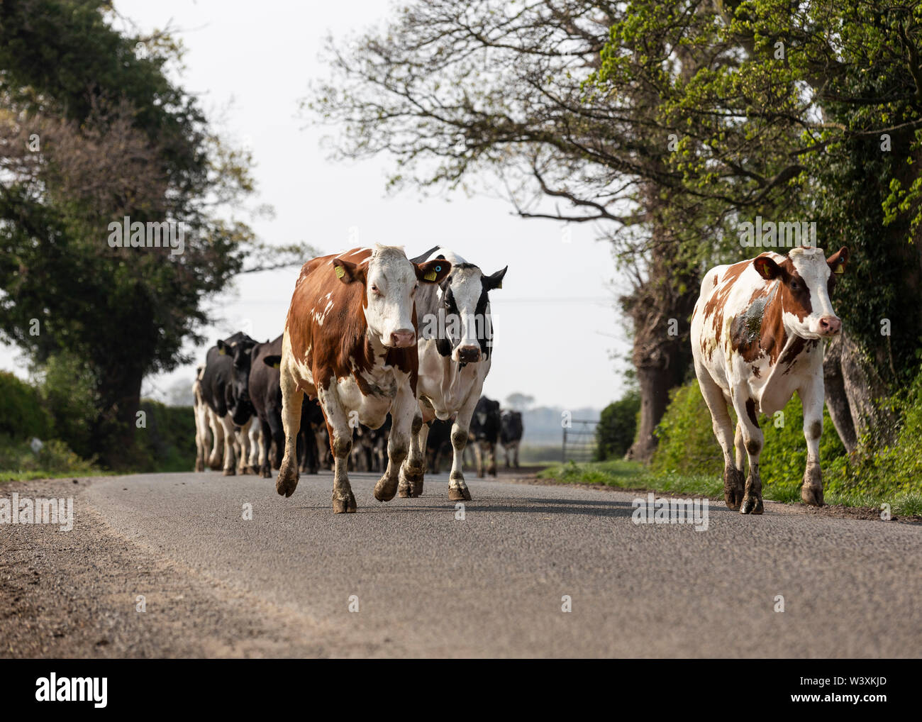 Dairy cows on farm Cheshire UK Stock Photo - Alamy